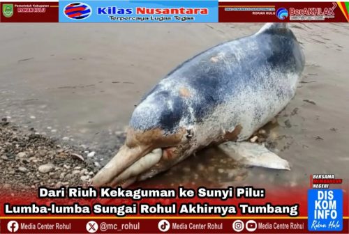 Ikan Lumba Lumba Viral Ditemukan Mati, Tinggalkan Kenangan Pilu - Kilas ...